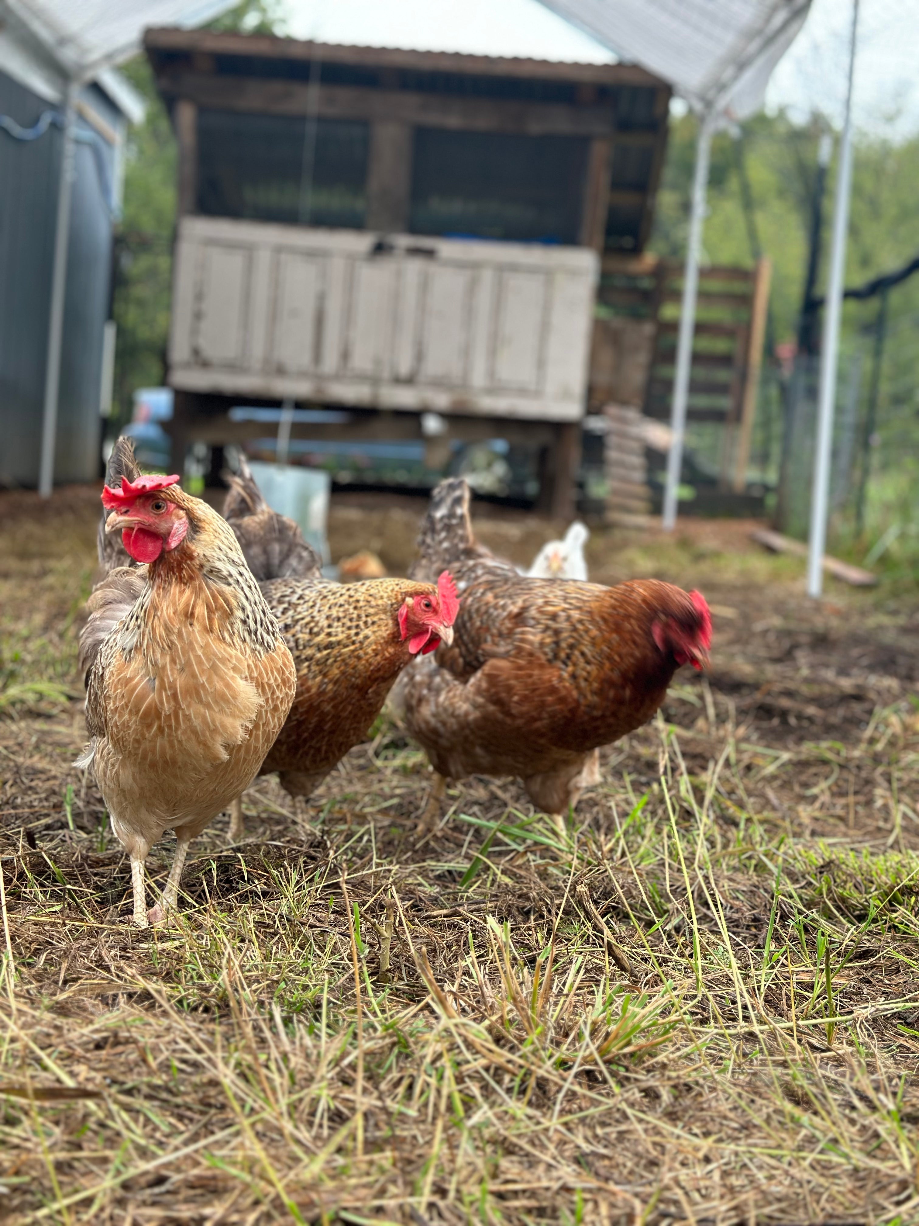 How Much Space Do Chickens Need? Coop Size Guide for Healthy Backyard ...